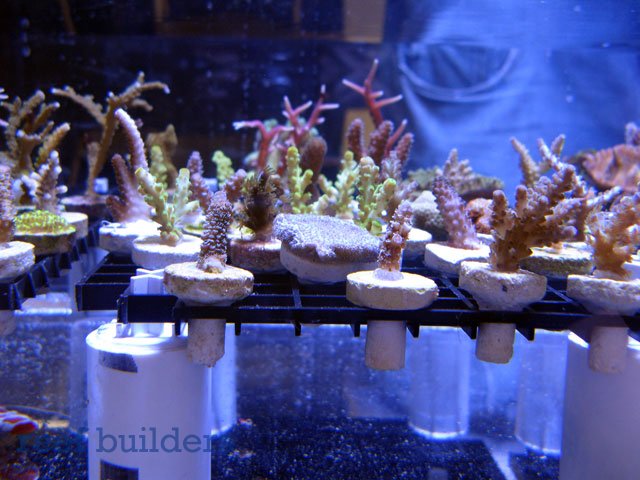 Midwest Frag Fest: The Frags | Reef Builders | The Reef and Saltwater ...