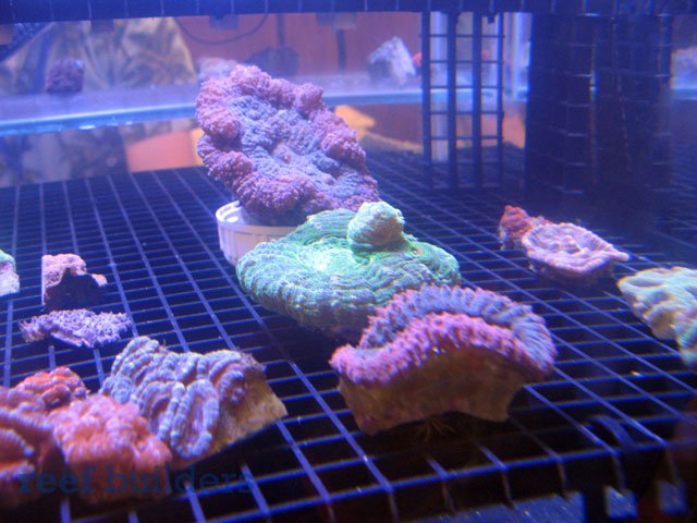 Midwest Frag Fest: The Frags | Reef Builders | The Reef and Saltwater ...