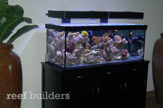 Panorama LED Fixtures from Ecoxotic | Reef Builders | The Reef and ...