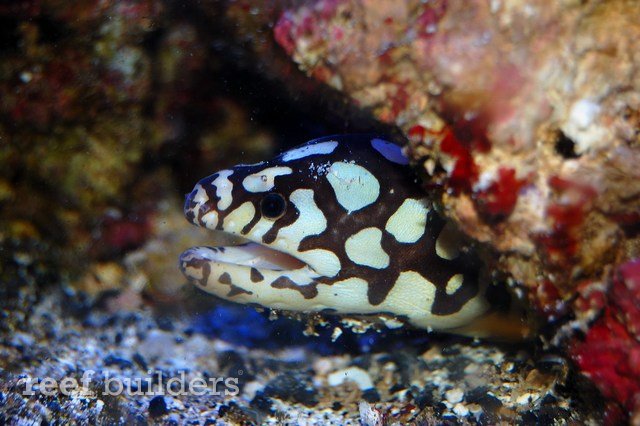 The Skeletor eel and Berndt’s eel raise the bar for rare & beautiful ...