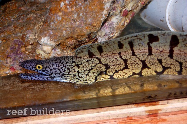 The Skeletor eel and Berndt’s eel raise the bar for rare & beautiful ...